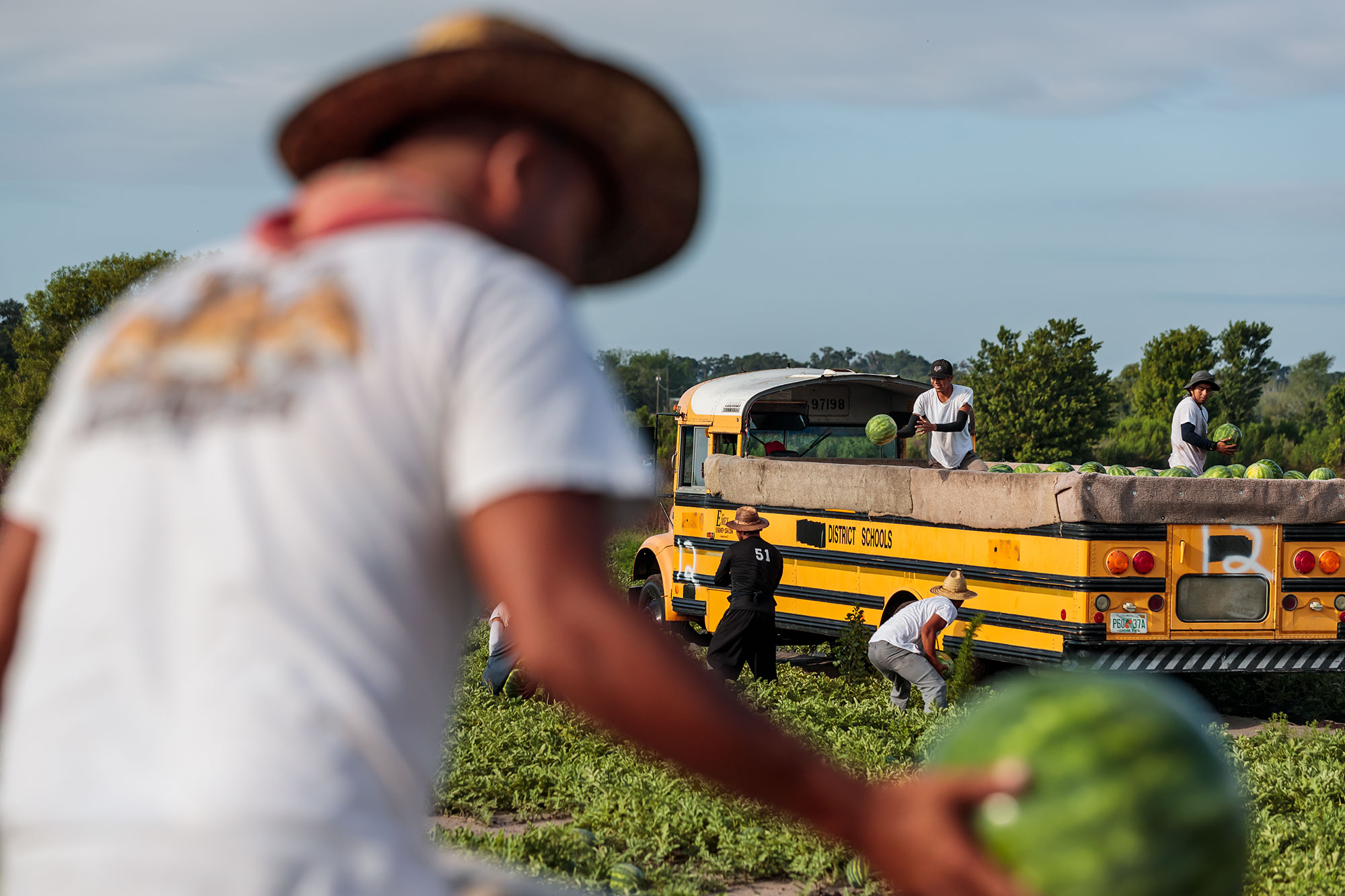 Cultivation - Watermelon Board